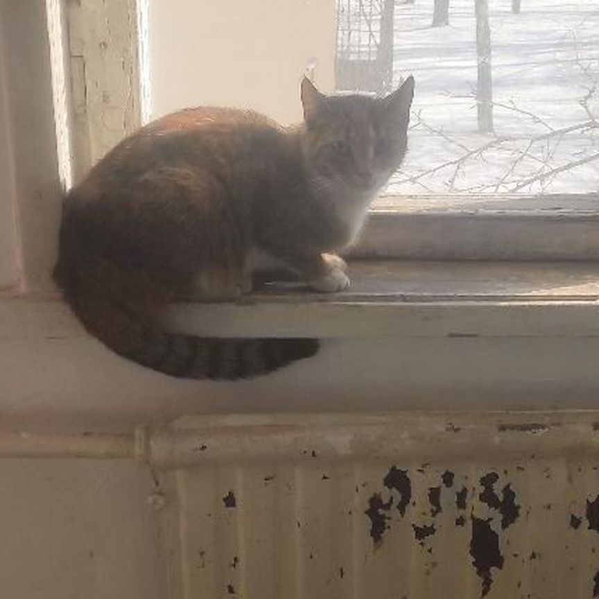 Ищу хорошие руки для кошечки