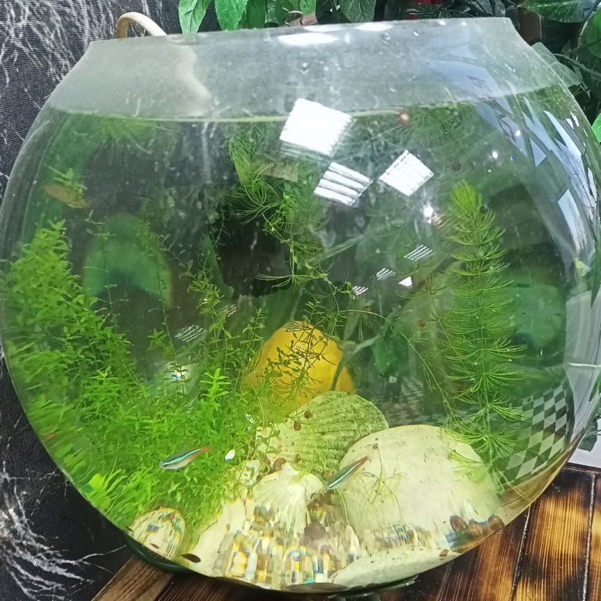 Аквариум с рыбками