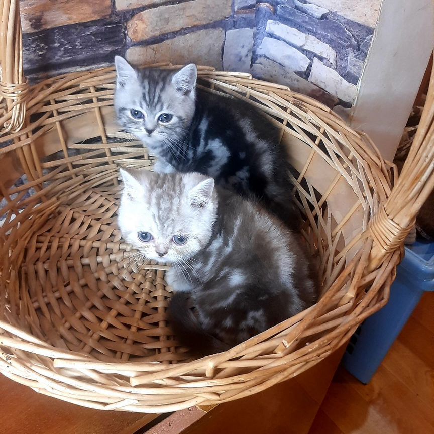 Котята шотландский страйт 1,5 мес