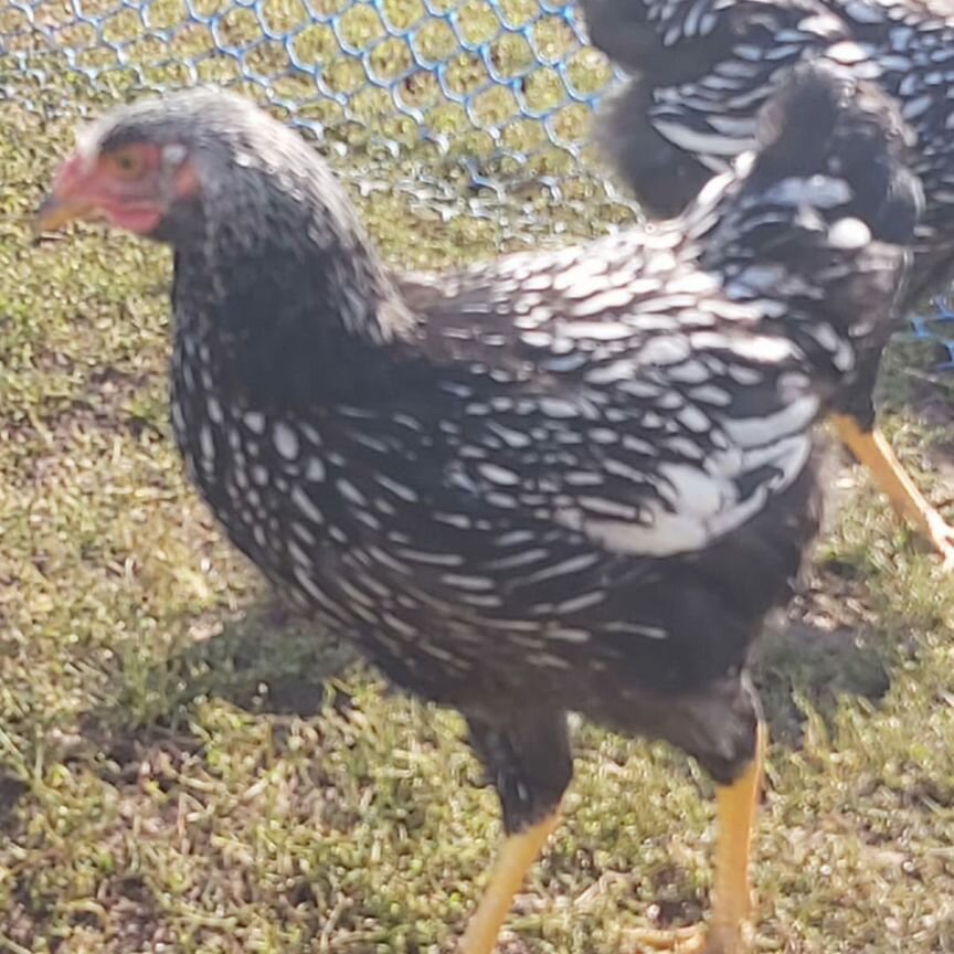 Петух виандот