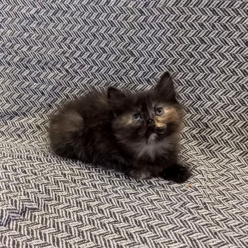 Котенок от домашней кошки