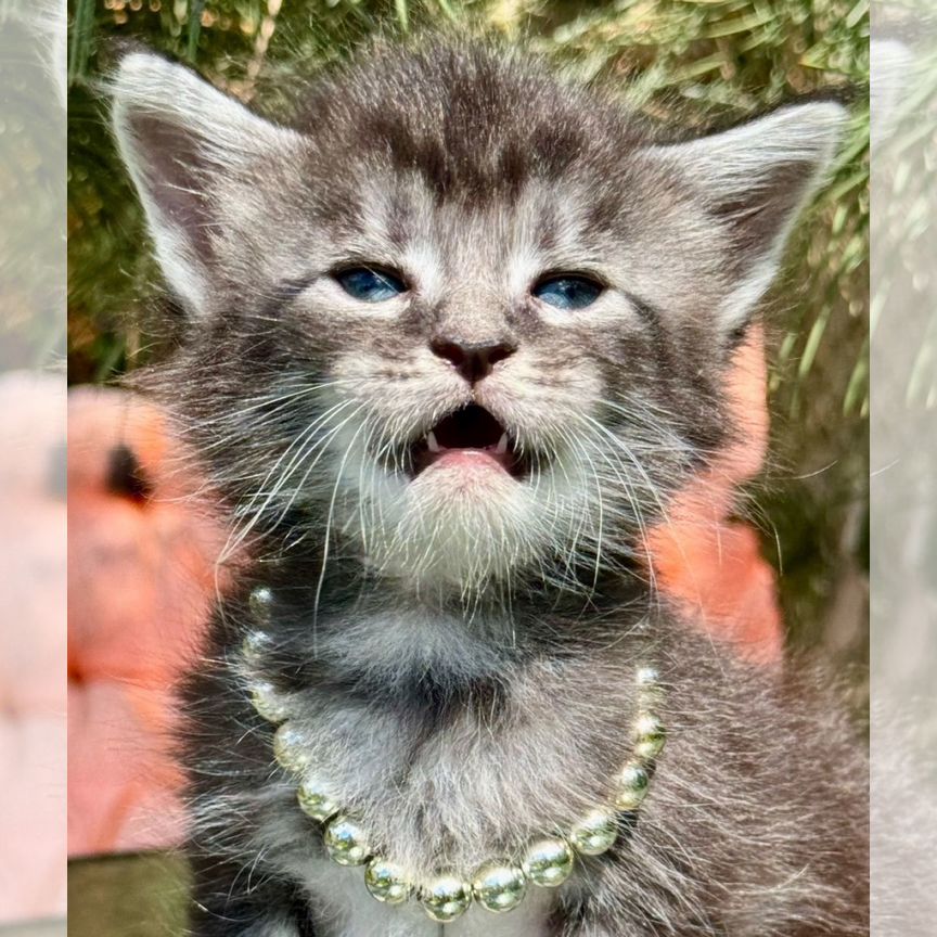 Мейн-кун котёнок