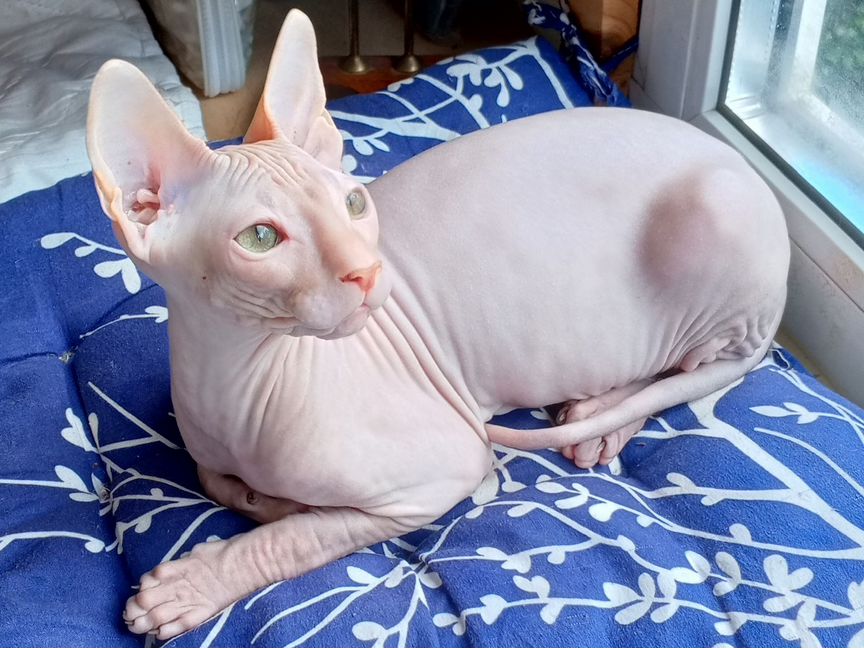 Донской сфинкс котёнок с документами