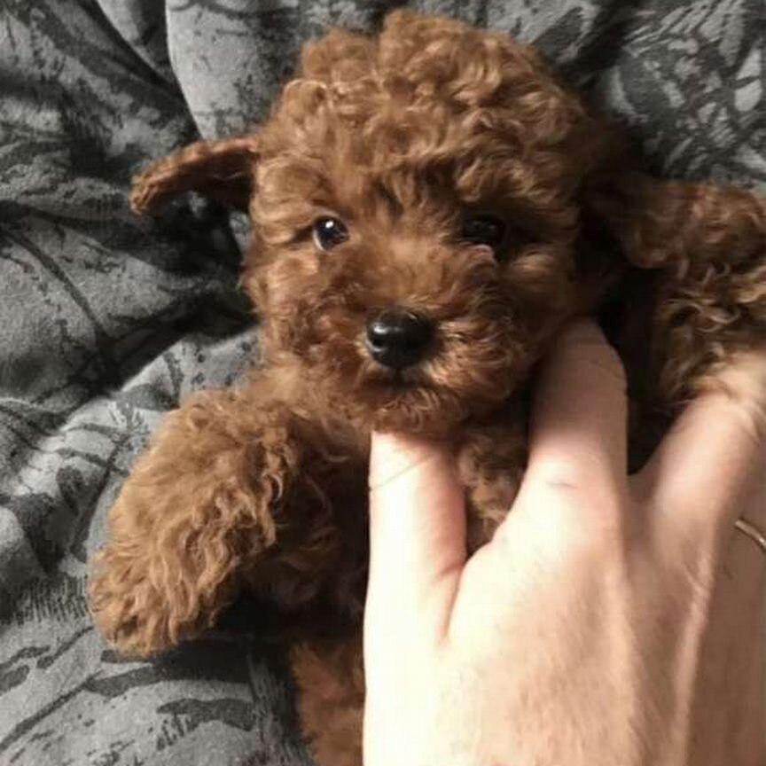 Той-пудель девочка