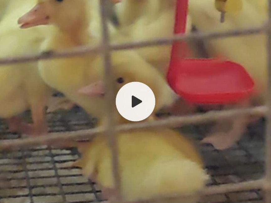 Утята Стар 53 вывод от 15 марта