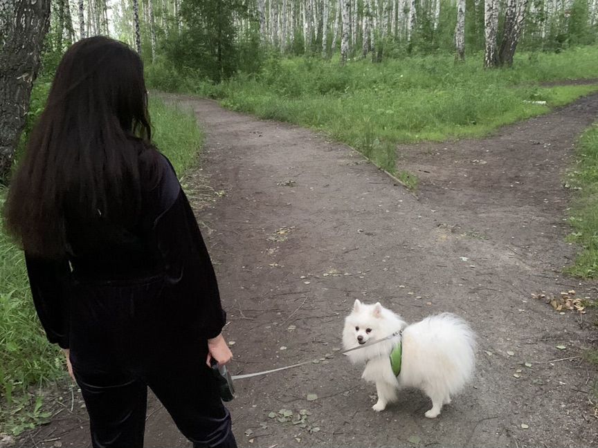 Немецкий шпиц вязка