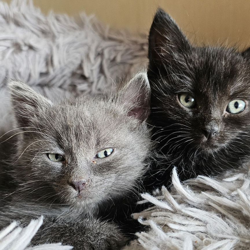 Котята в хорошие руки