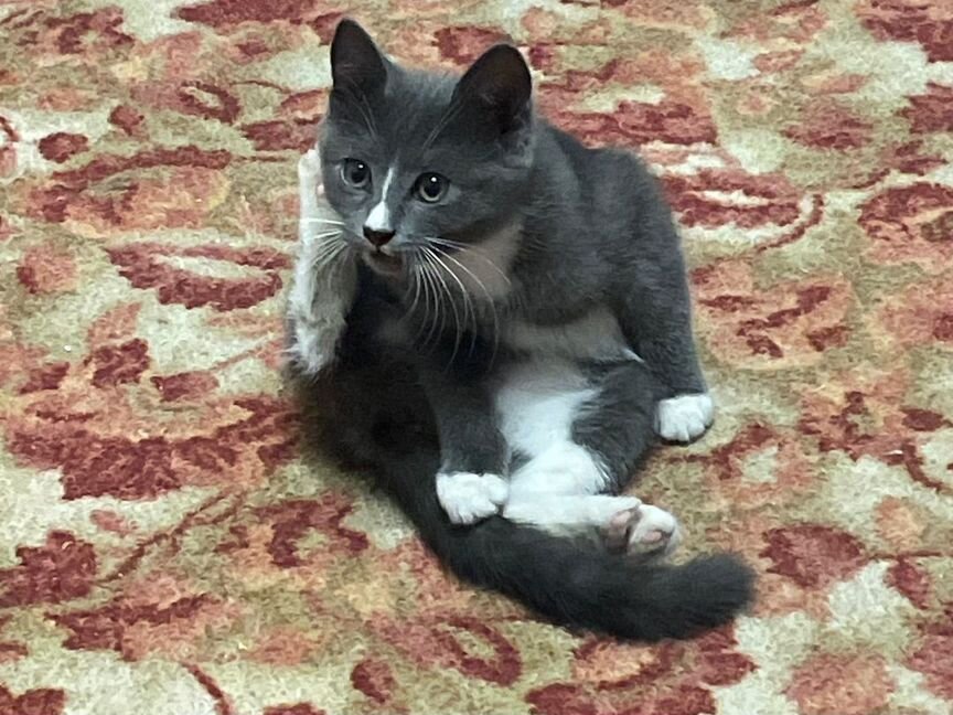 Девочка в добрые руки