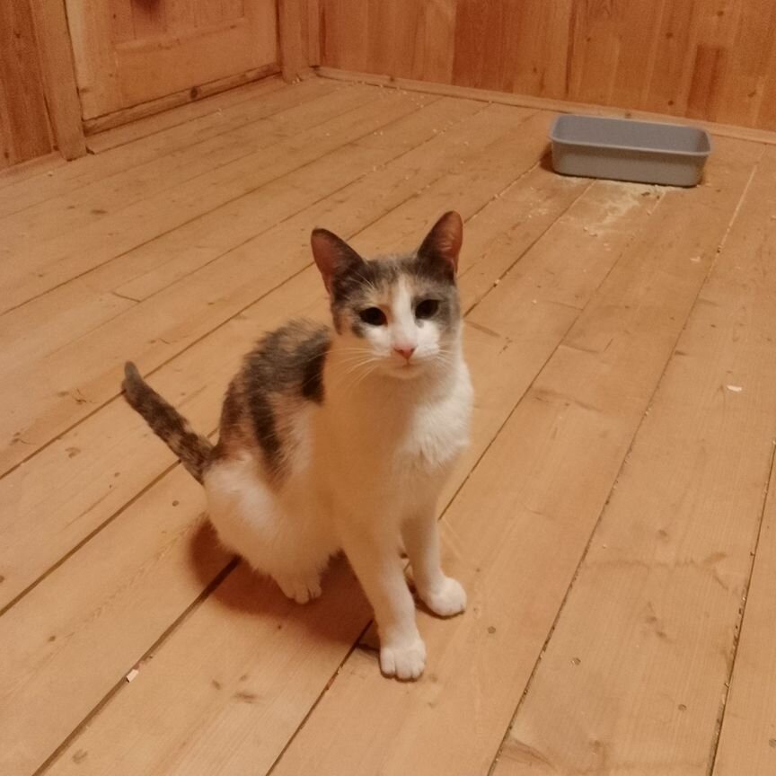 Отдам бесплатно животные