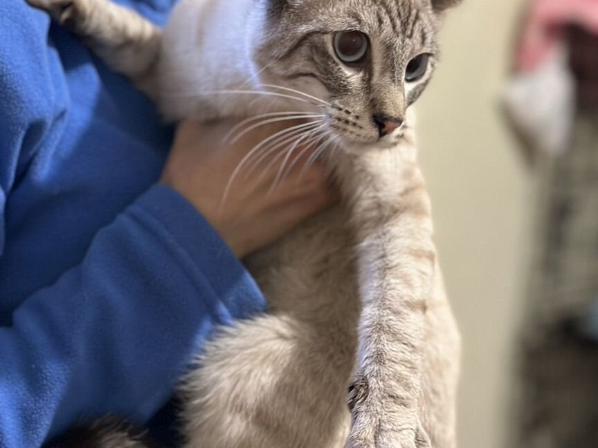 Котик подросток