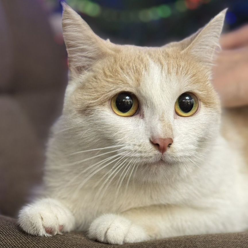 Взрослая, Девочка кошка в добрые руки