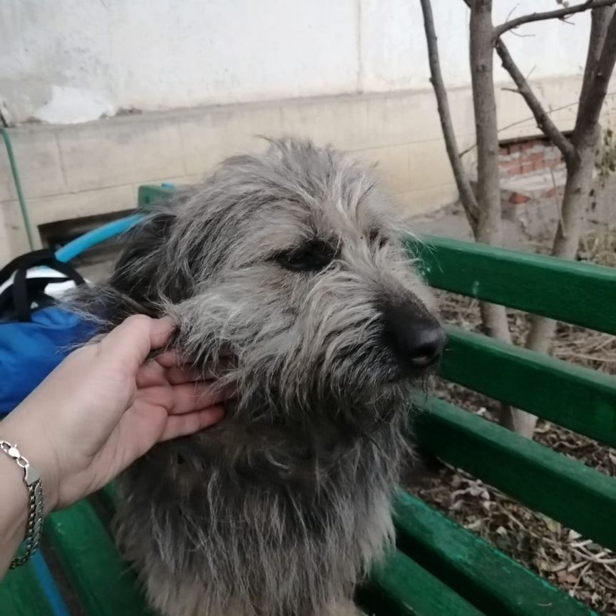 Меня хотят усыпить