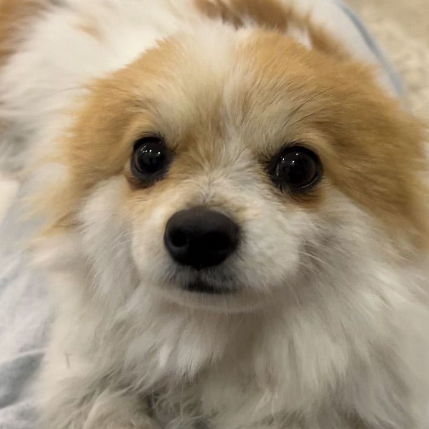 Девочка шпиц