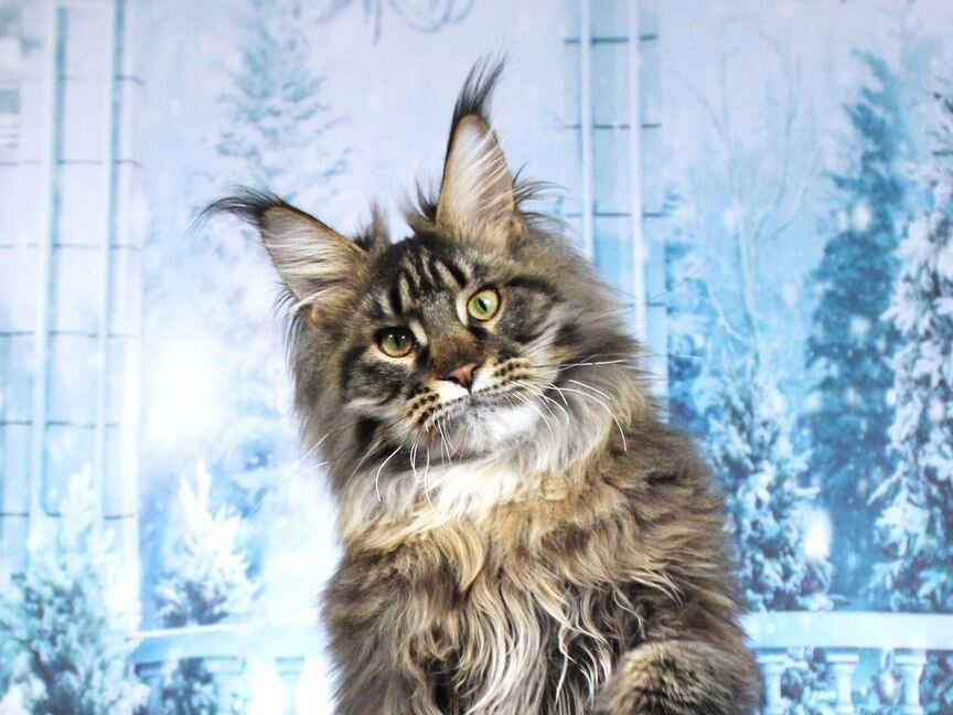 Грифон