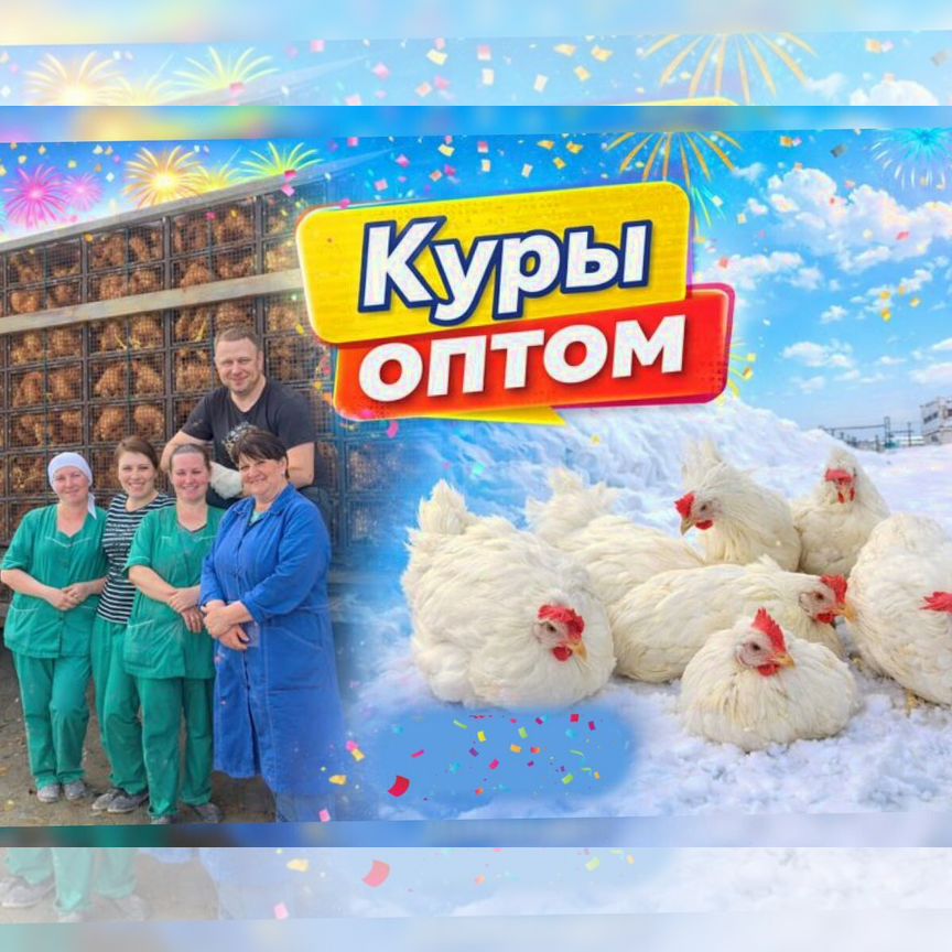 Живые куры Доминант оптом