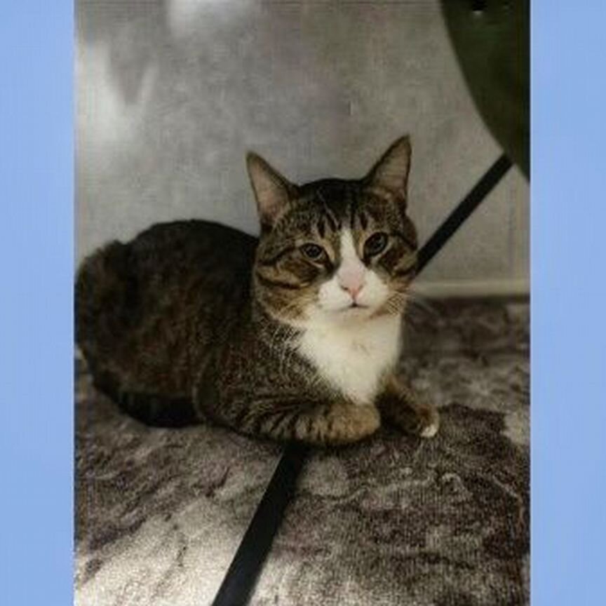 Брутальный огромный кот