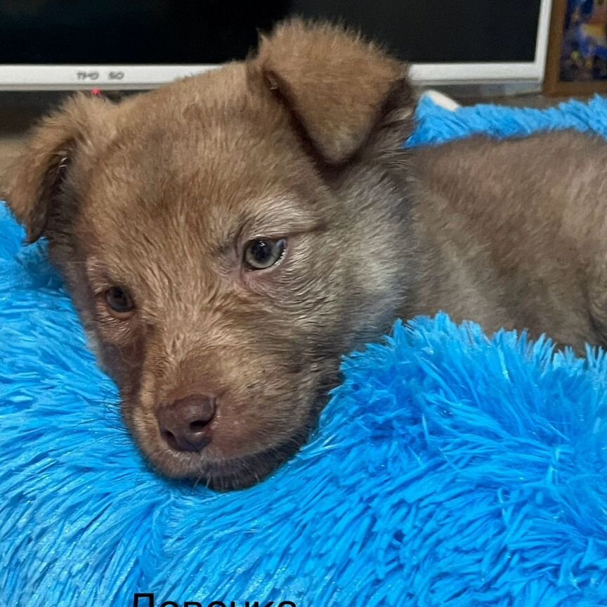 Щенок в добрые руки