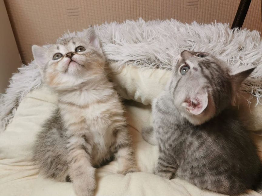 Шотландские котята