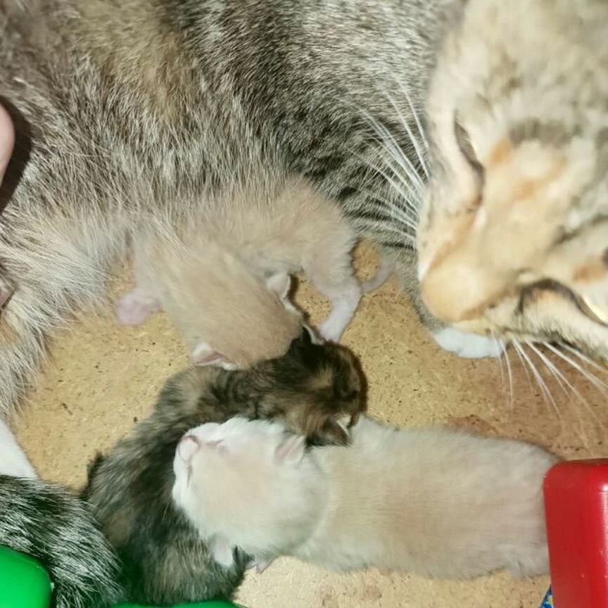 Котята в добрые руки