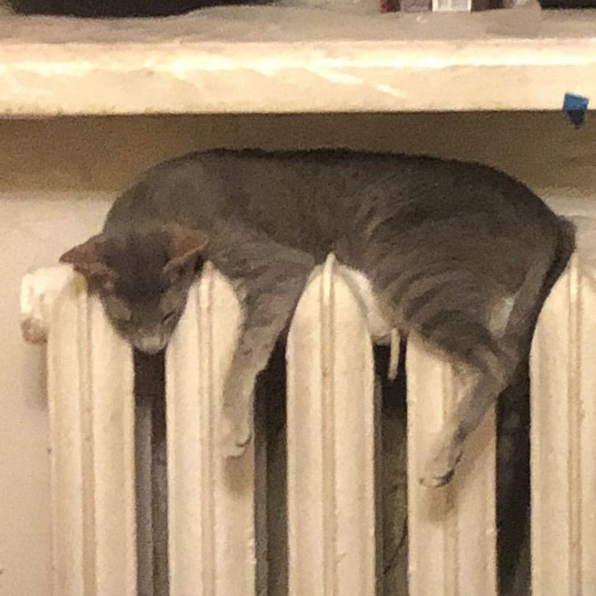 Ориентальная кошка в добрые руки