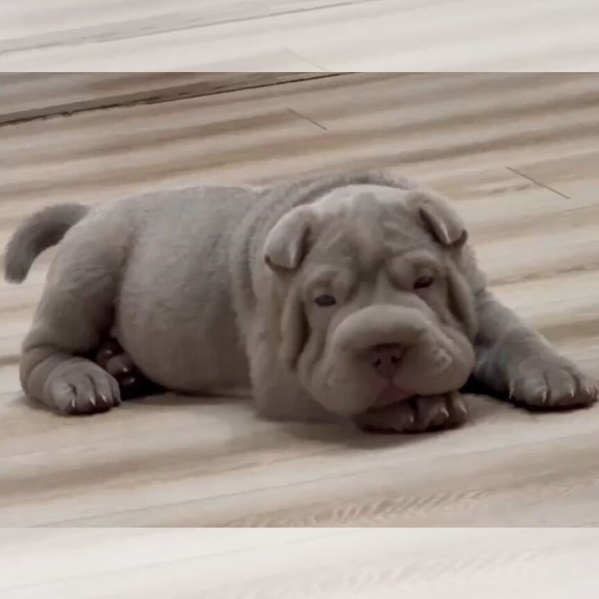 Шарпей, щенок