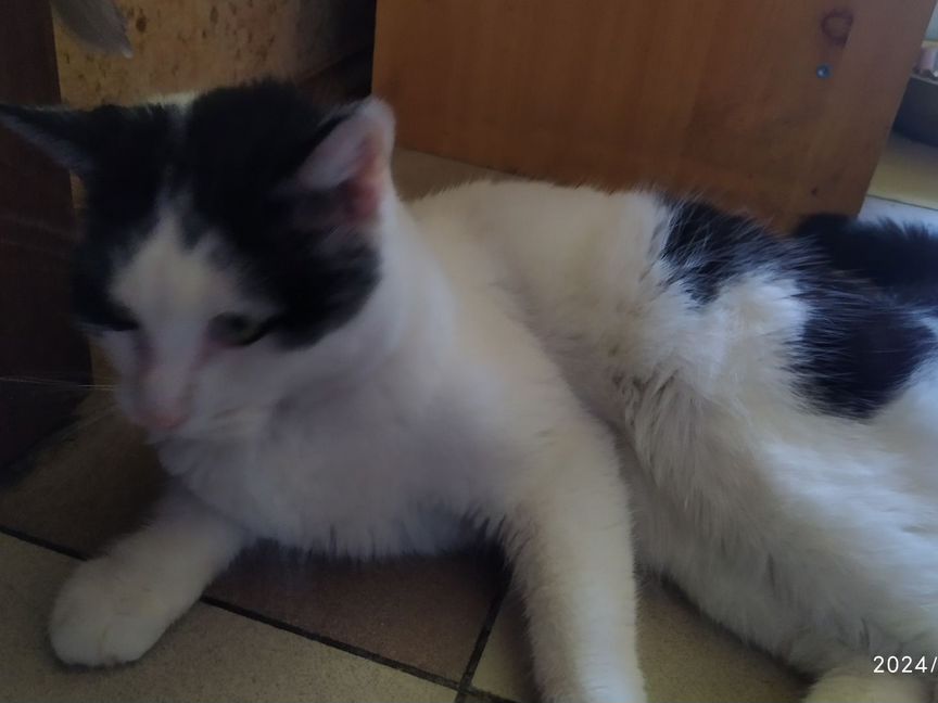 Отдам бесплатно котика