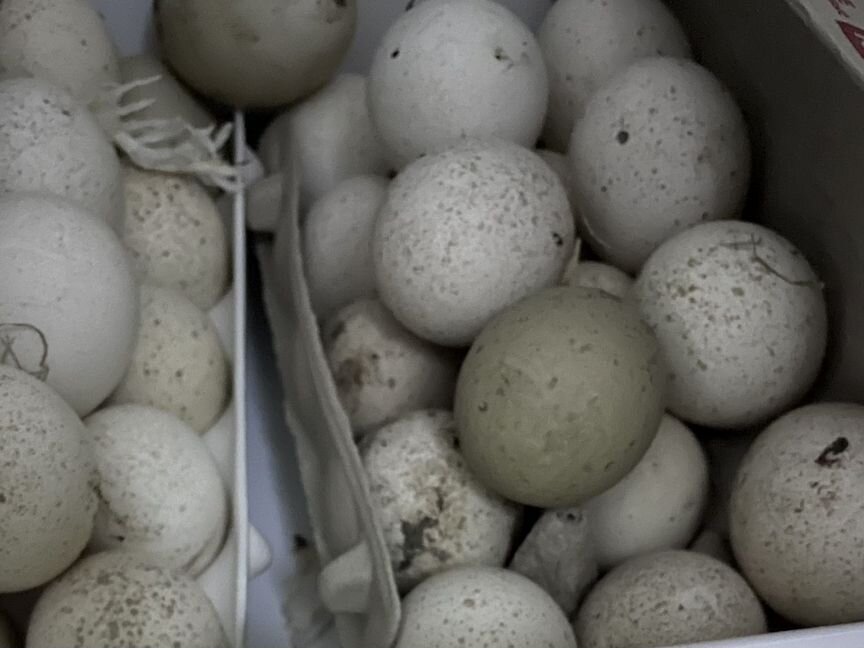 Инкубационное яйцо индейки