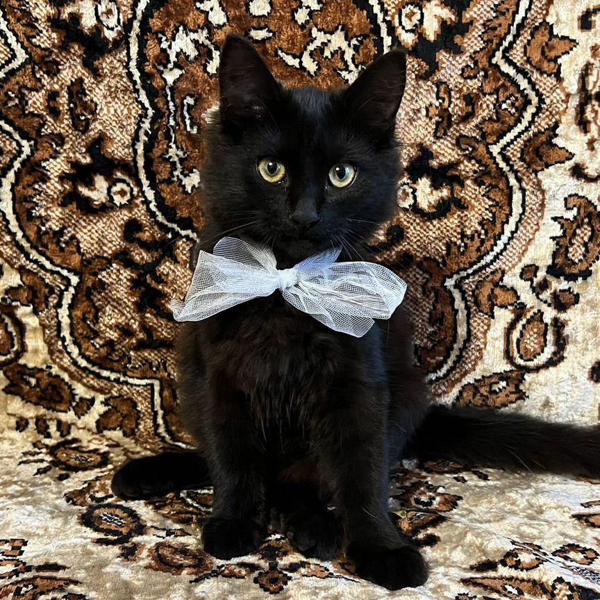 Котята-подростки