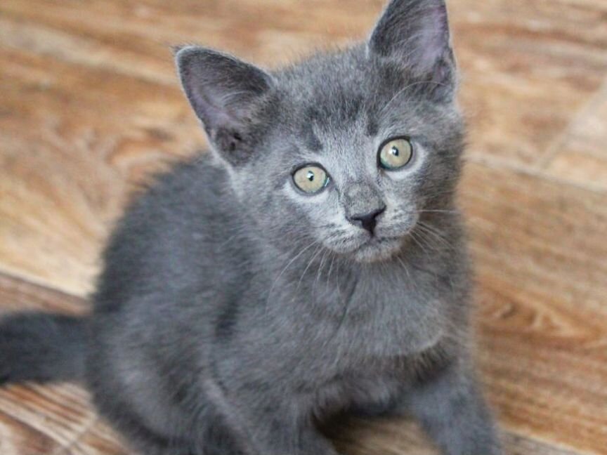 Кошки