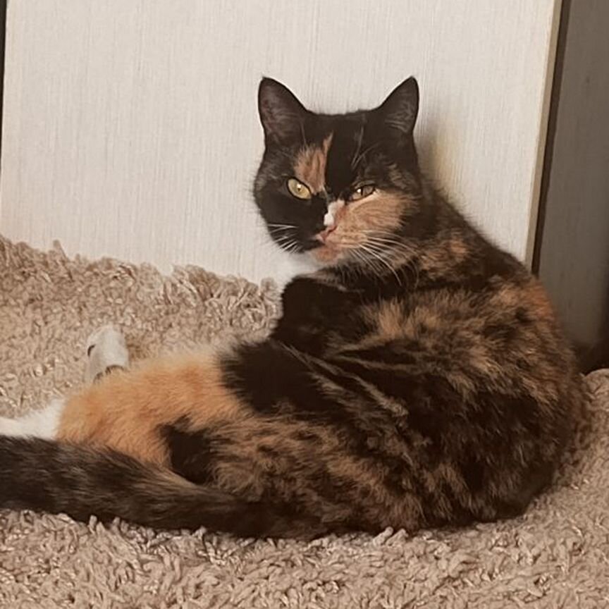 Взрослая кошка в добрые руки