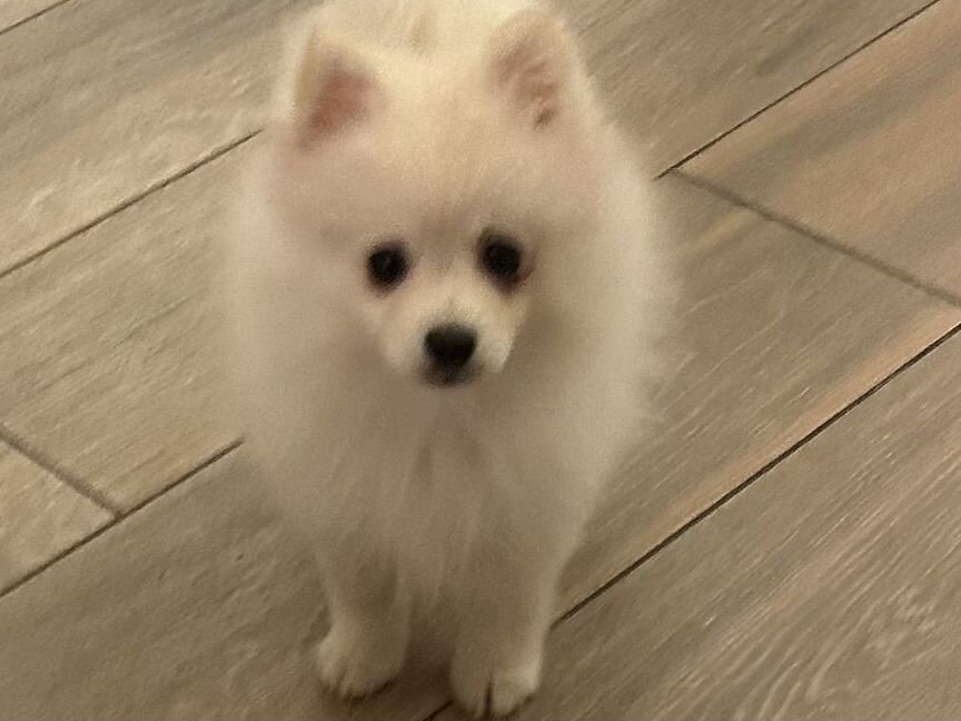 Кобель малого немецкого шпица