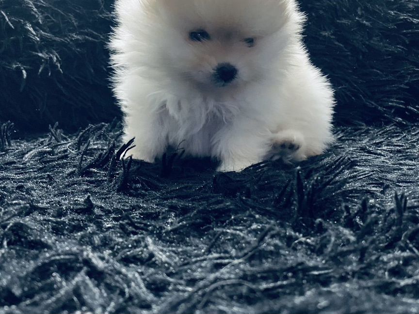 Щенки шпица