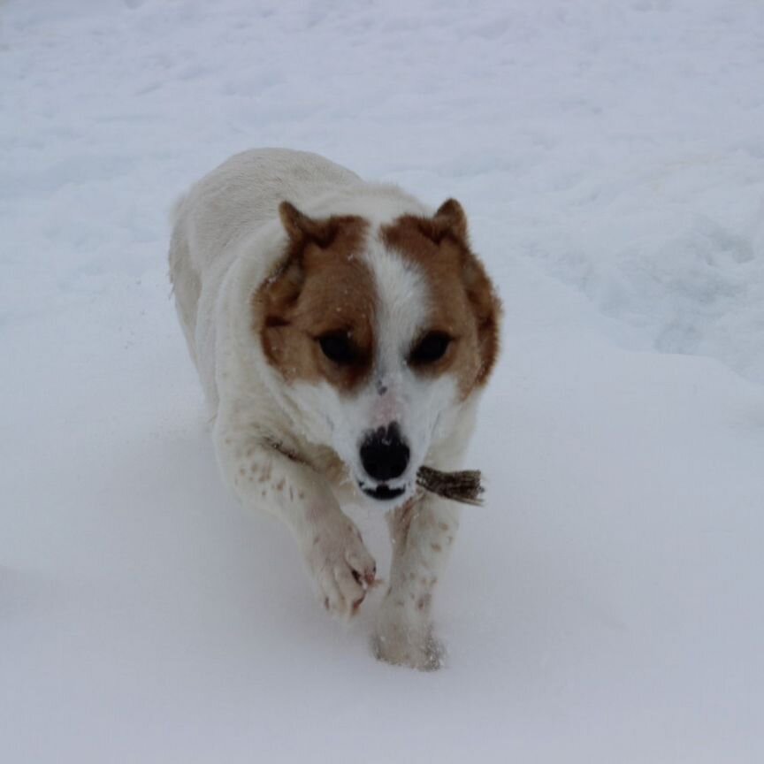 Собака в добрые руки