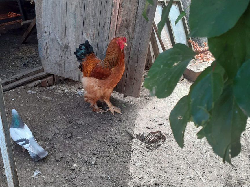 Петухи Бентамка/ Брама