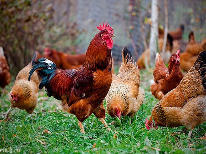 Куры, бройлеры, утки, гуси