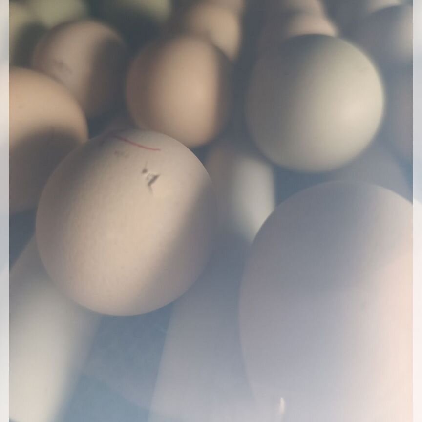 Инкубационное яйцо Китайских шолков