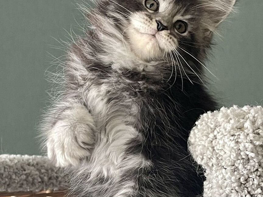 Мейнкун котята