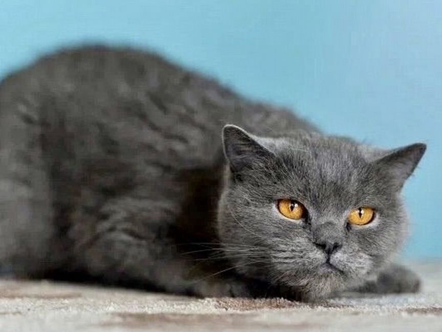 Британская кошка в добрые руки