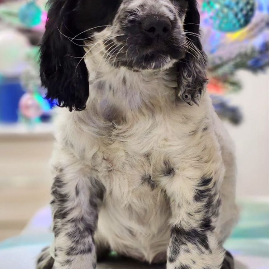 Шикарная девочка рос