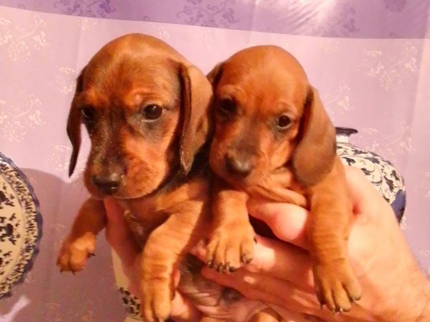 Карликовая такса