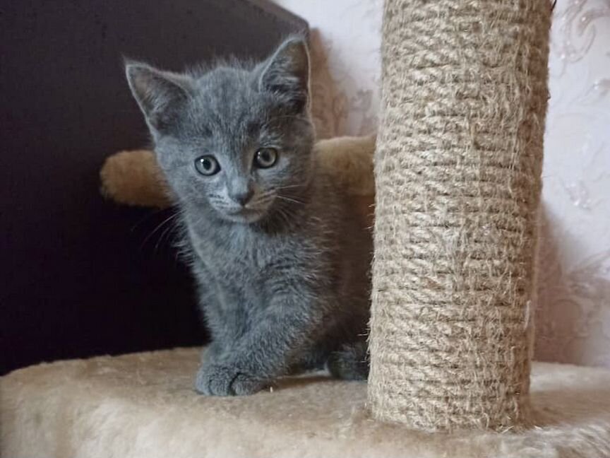 Продаются котята