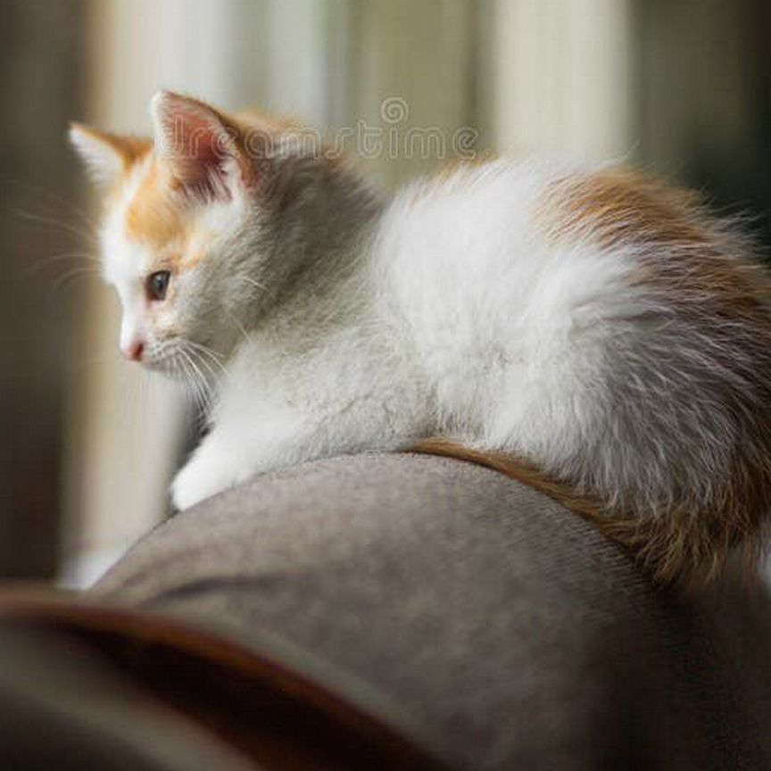 Котенок мальчик в добрые руки