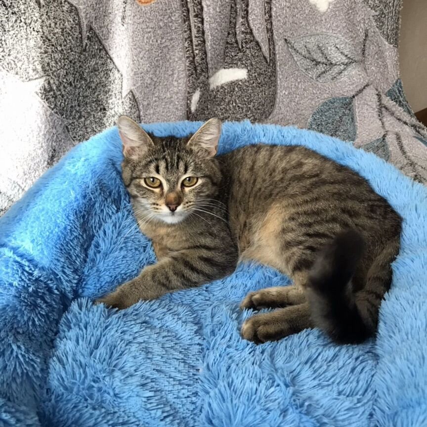 Котята в добрые руки мальчики