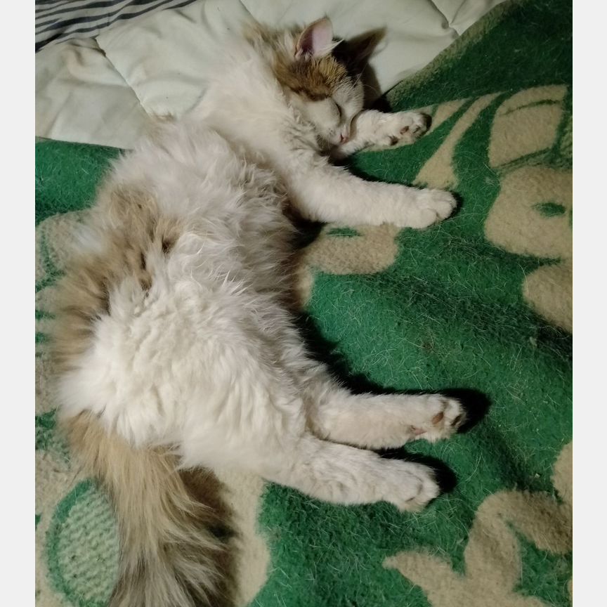 Отдам в добрые руки, котёнка. 5 месяцев