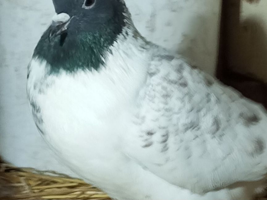 Голубь бойные