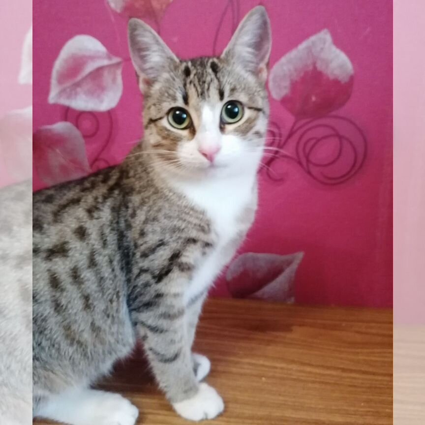 Молодая кошечка в добрые руки