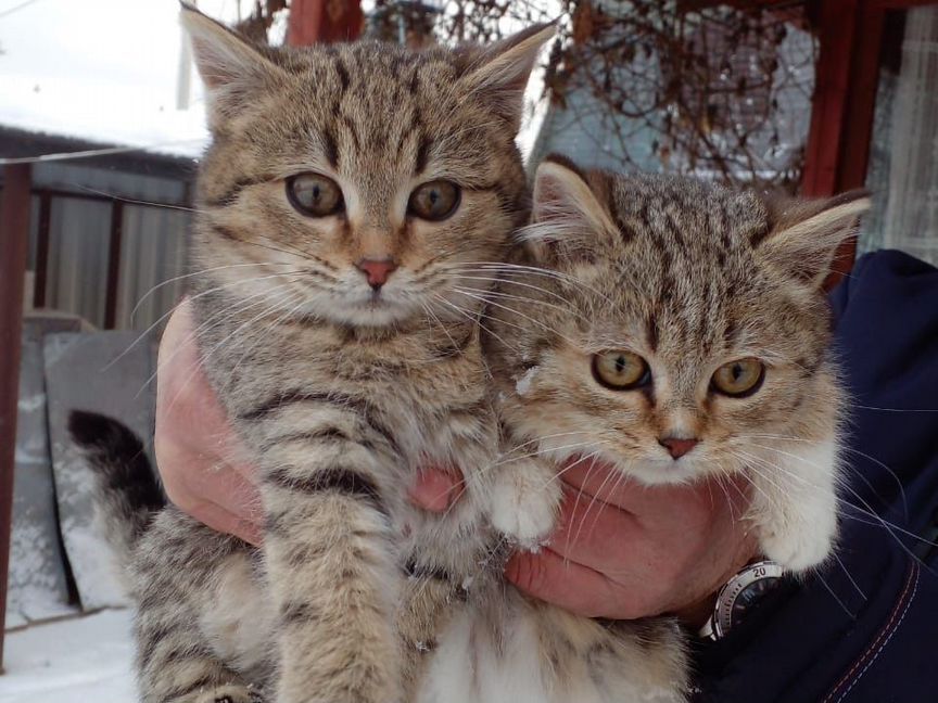Котята в добрые руки