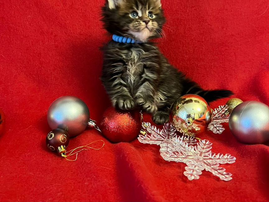 Новогодние мейнкунчики