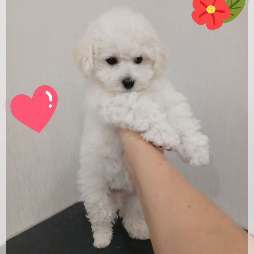 Бишон фризе, щенок