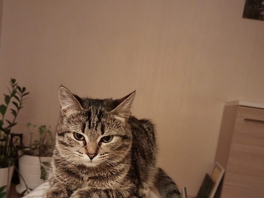 Кошечка в добрые руки